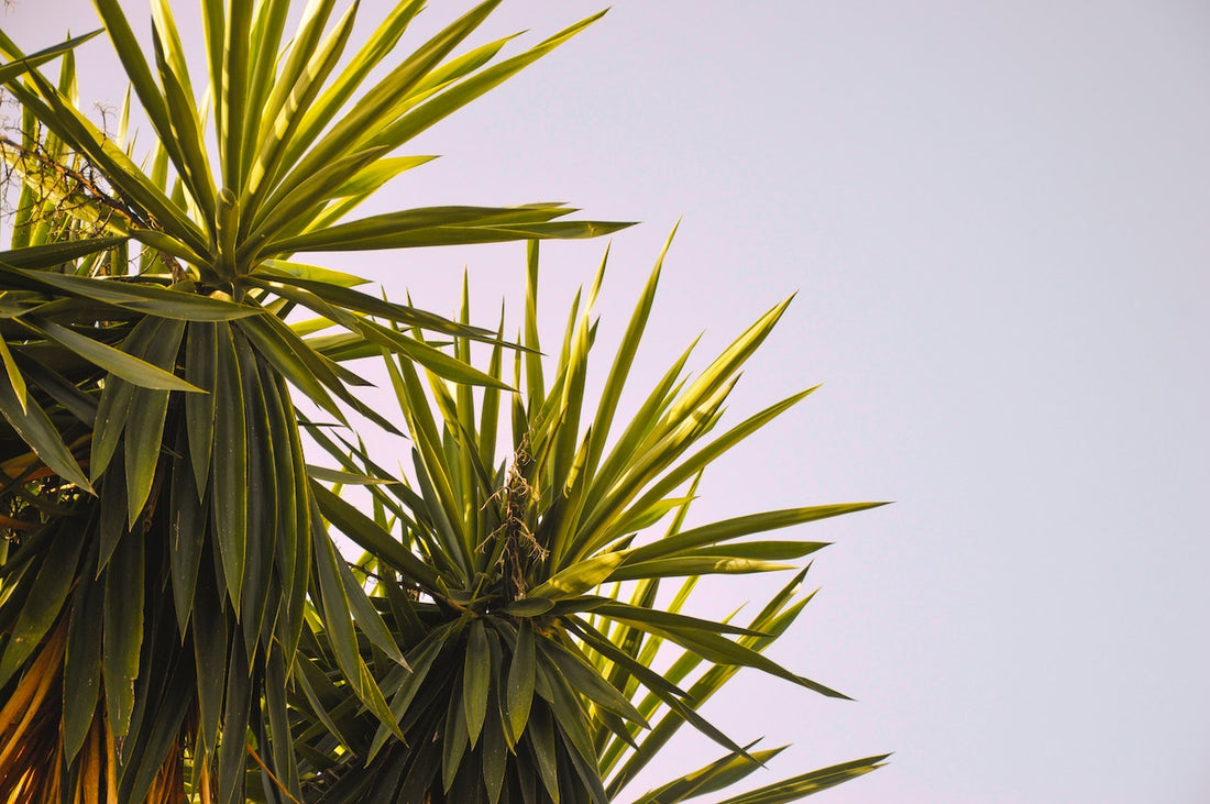 Yucca Plant, Things You Must Know About It – T.Y. Fine Furniture